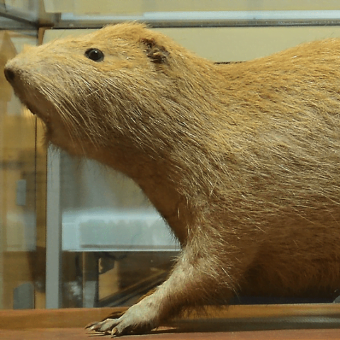Dr Joyce Lambert - Museum of the Broads